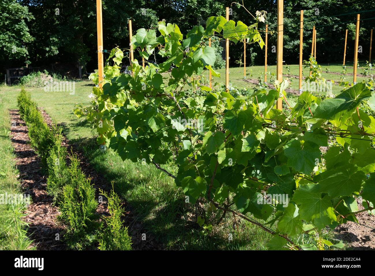 Young grape bushes hi-res stock photography and images - Alamy