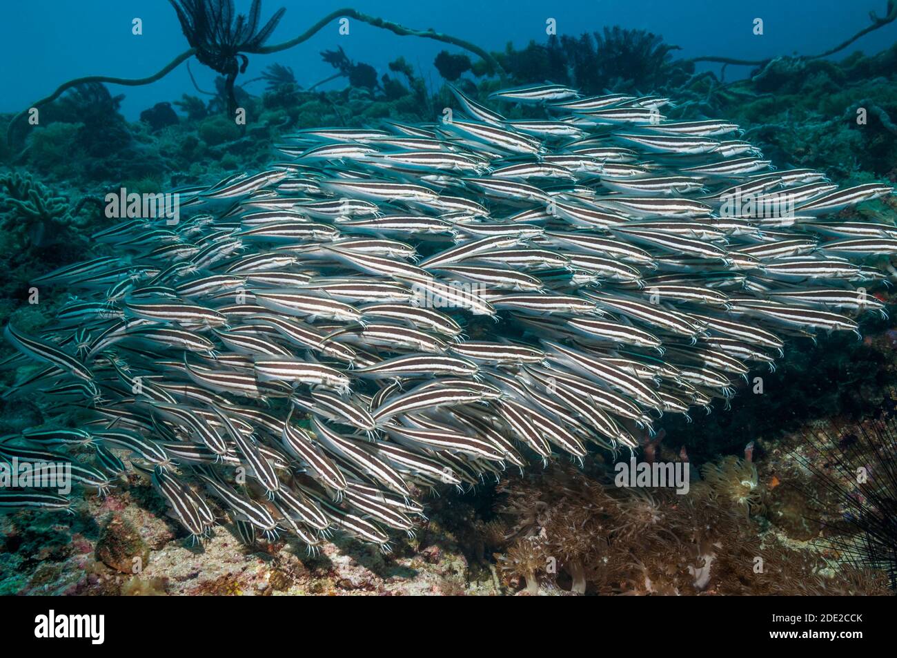 Lined catfish [Plotusus lineatus]. Cebu, Malapascua Island, Philippines ...