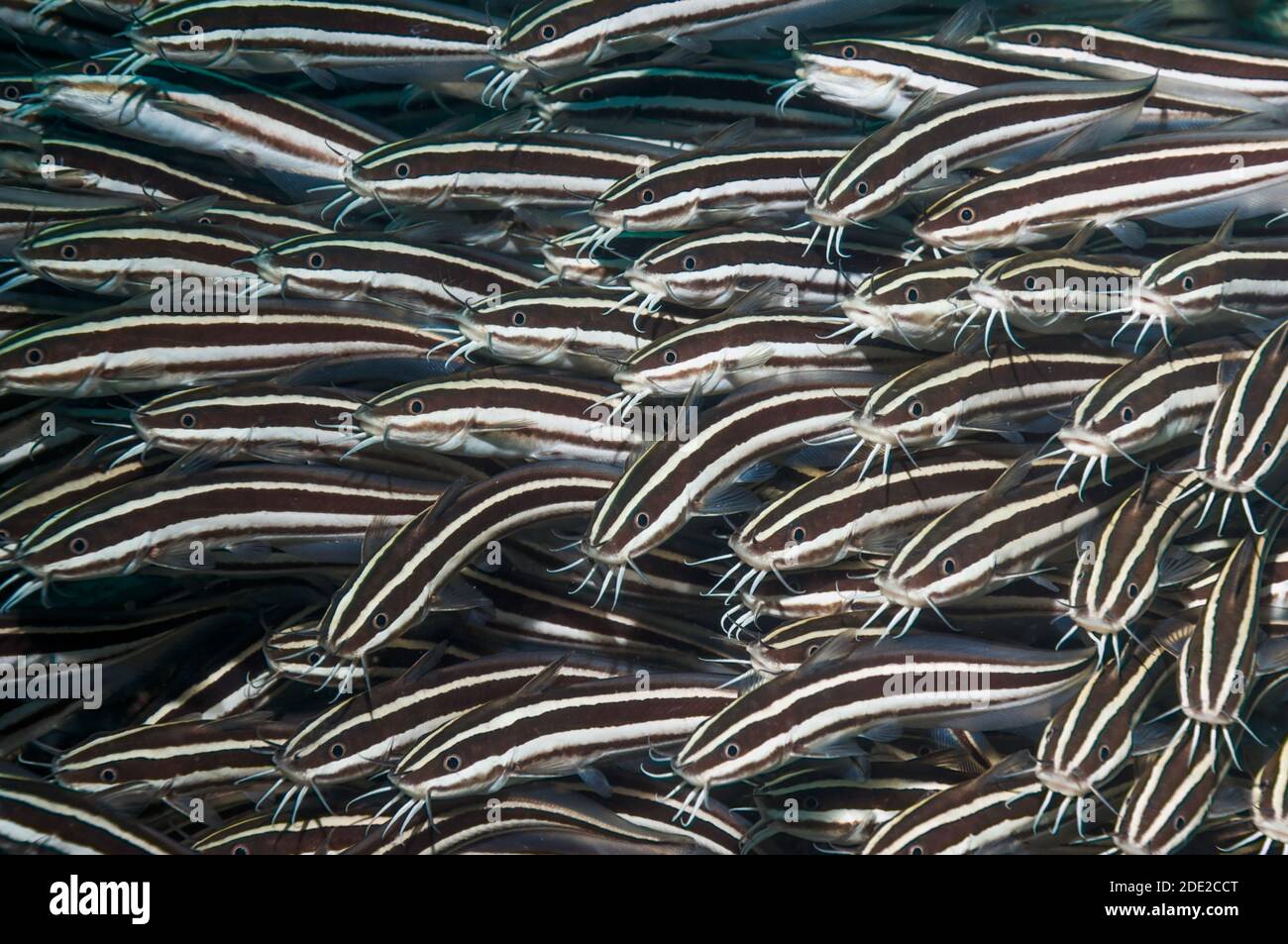 Lined catfish [Plotusus lineatus]. Cebu, Malapascua Island, Philippines ...
