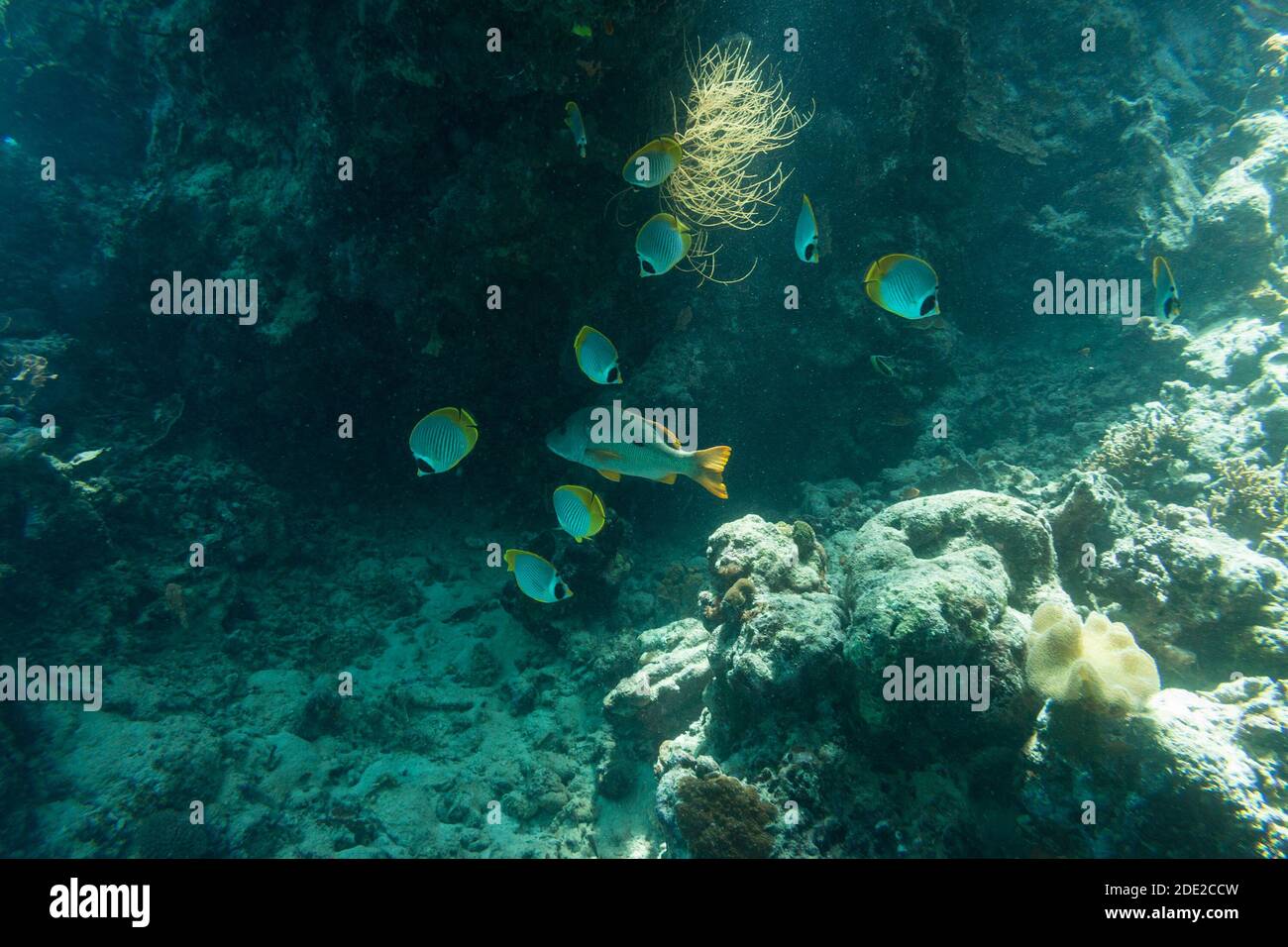 The underwater beauty of Menjangan Island, West Bali National Park ...
