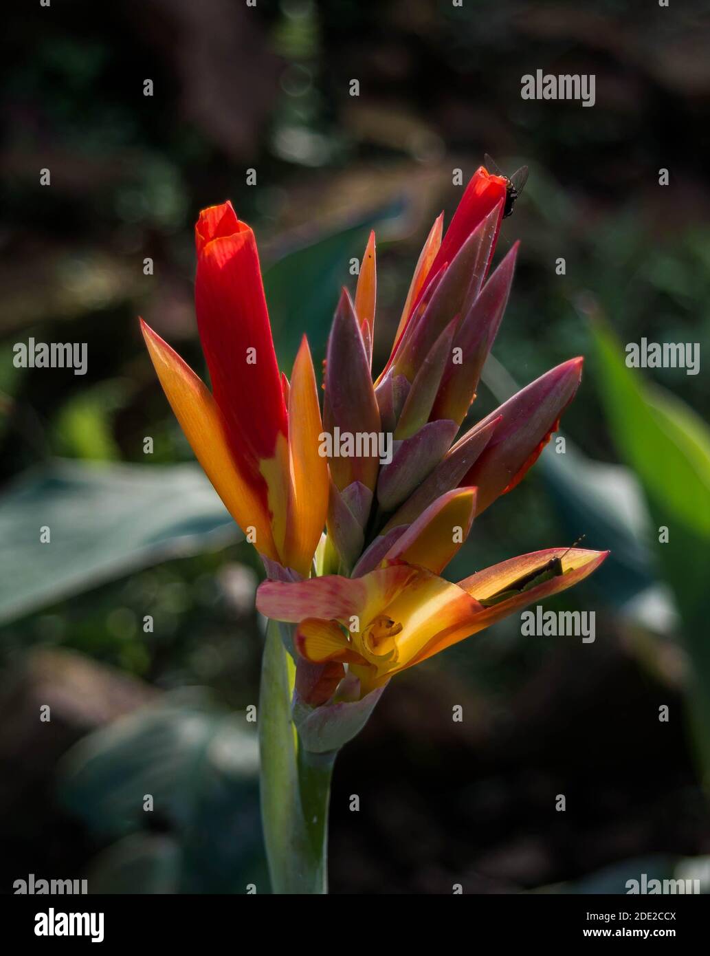 Flowers Found In Jamaica