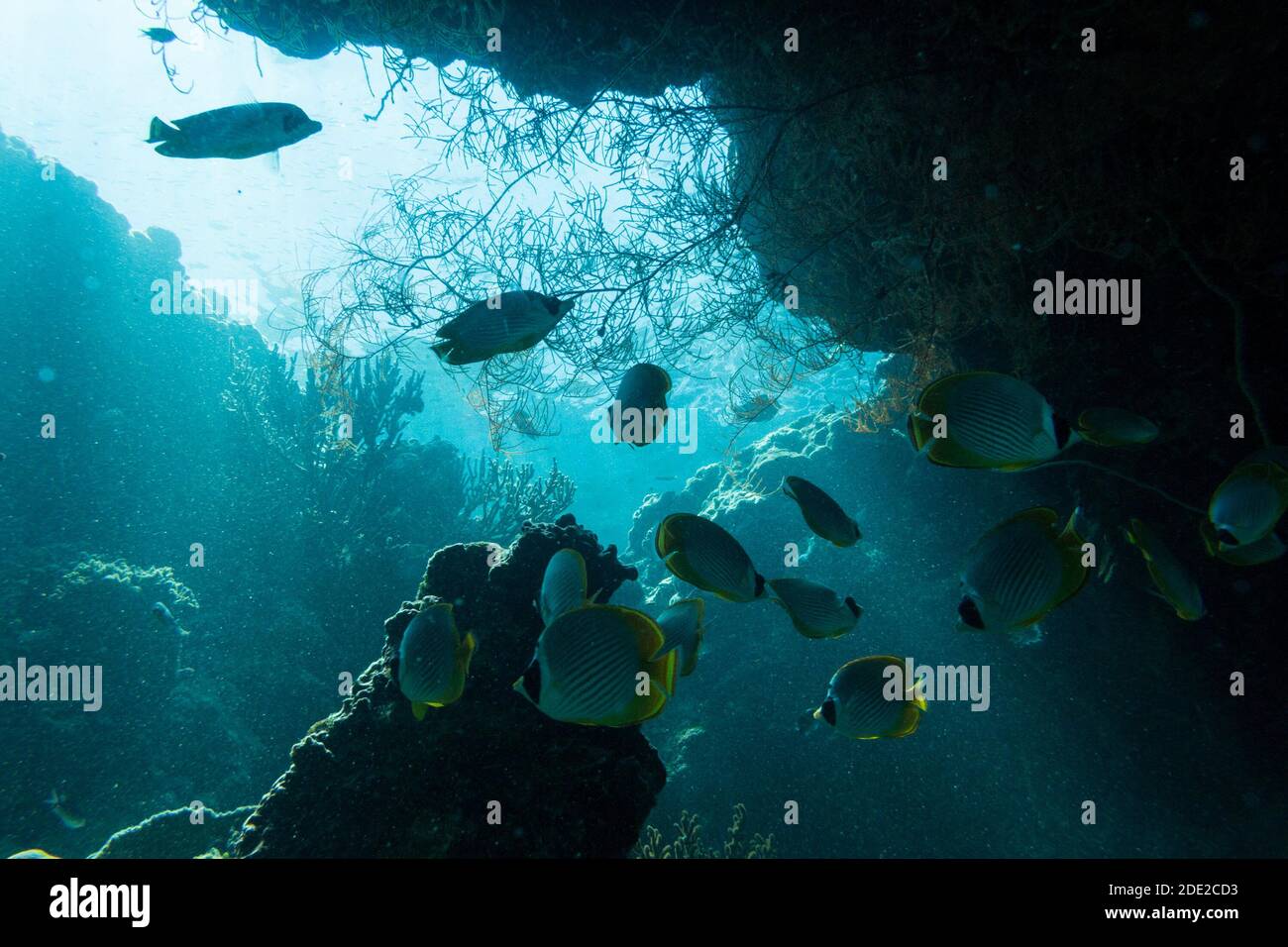 The underwater beauty of Menjangan Island, West Bali National Park ...