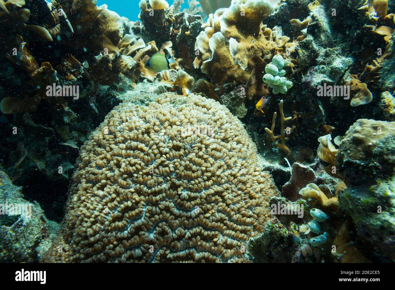 The underwater beauty of Menjangan Island, West Bali National Park ...