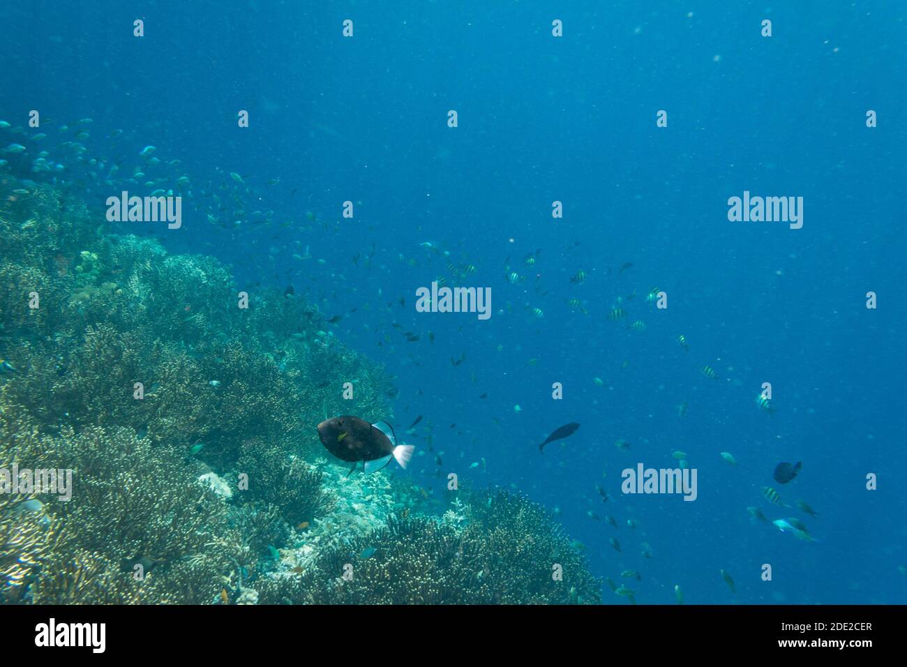 The underwater beauty of Menjangan Island, West Bali National Park ...