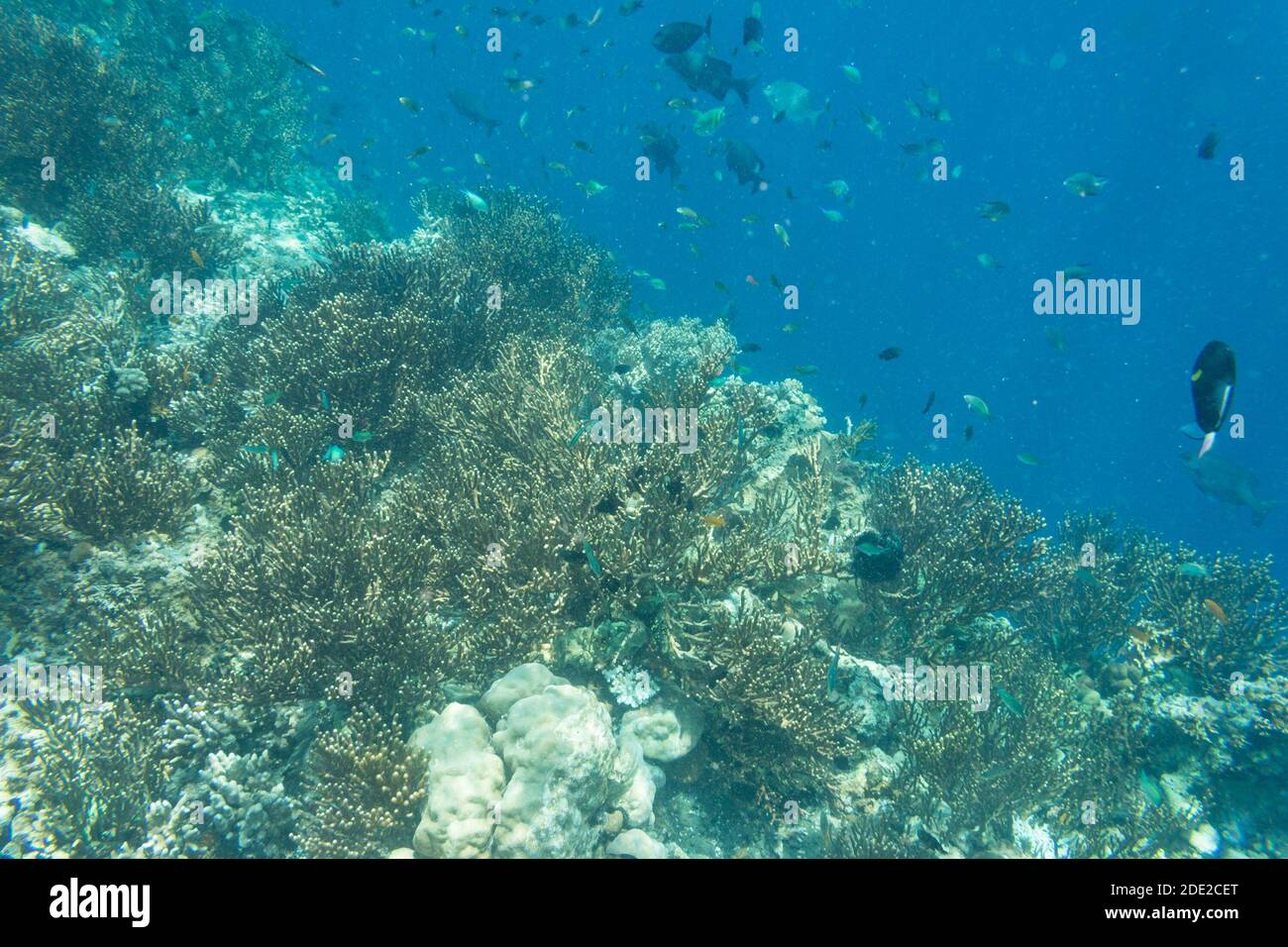 The underwater beauty of Menjangan Island, West Bali National Park ...
