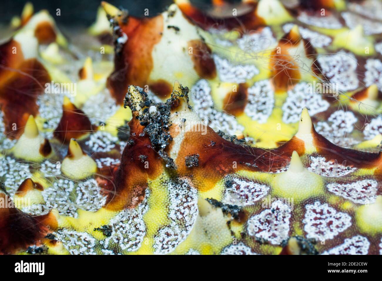 Comb jellies on Honeycomb Sea Star [Pentaceraster alveolatus]. Lembeh ...