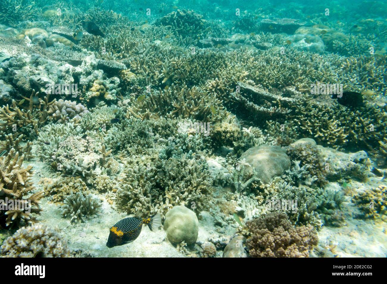 The underwater beauty of Menjangan Island, West Bali National Park ...