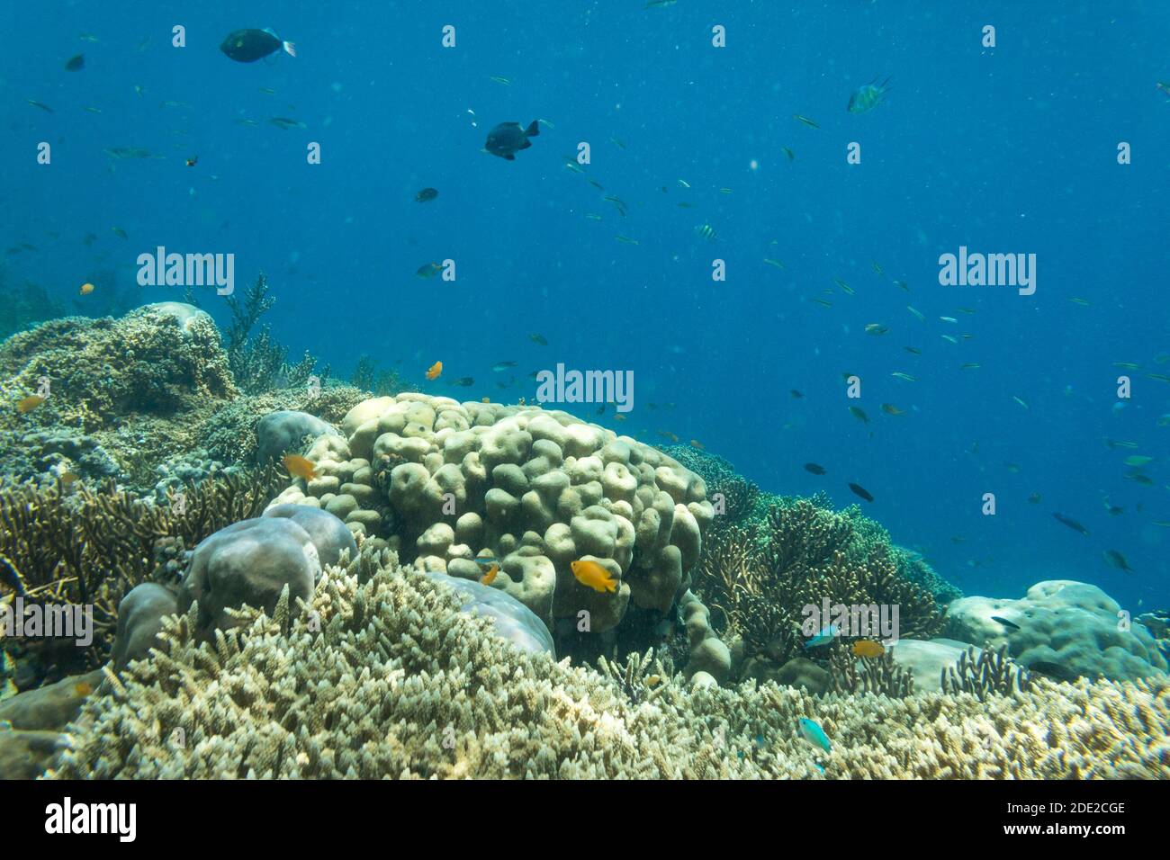 The underwater beauty of Menjangan Island, West Bali National Park ...