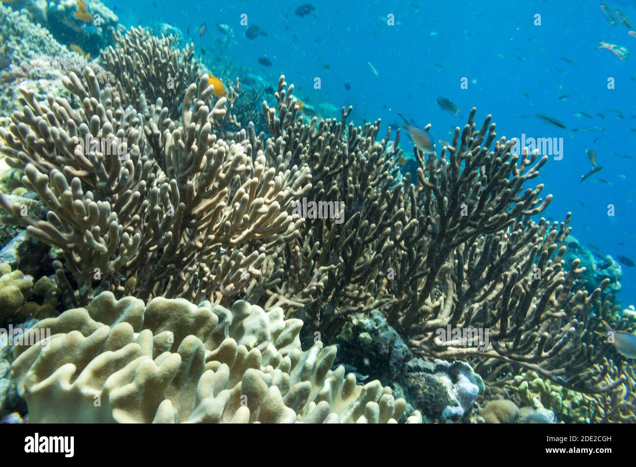 The underwater beauty of Menjangan Island, West Bali National Park ...