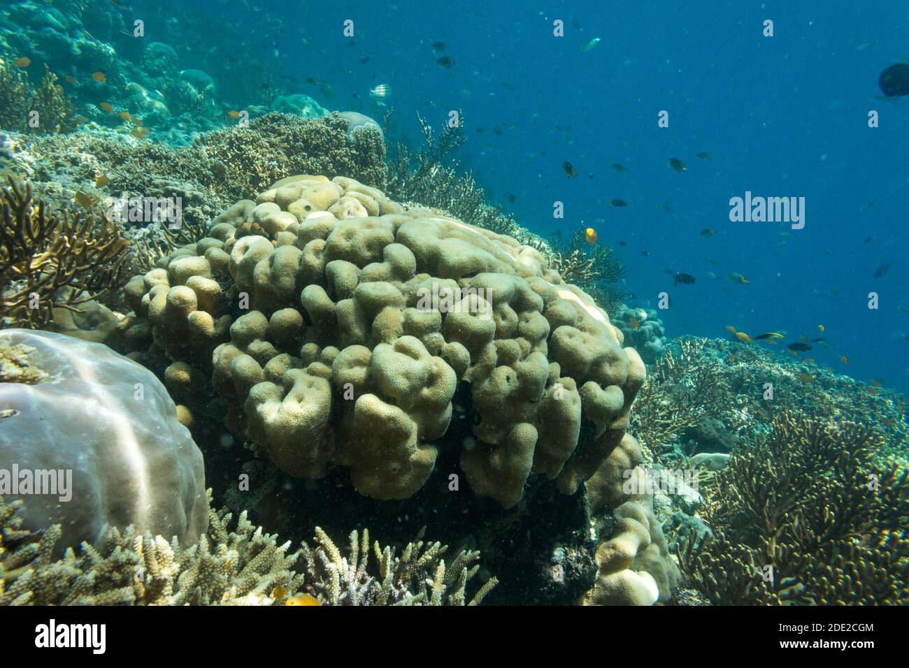 The underwater beauty of Menjangan Island, West Bali National Park ...