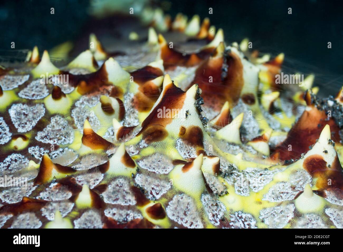 Starfish comb jelly hi-res stock photography and images - Alamy