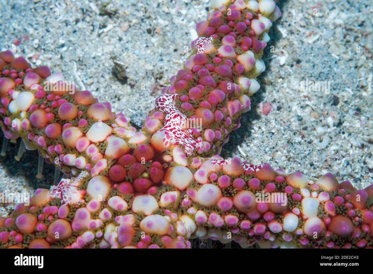 Egyptian starfish hi-res stock photography and images - Alamy
