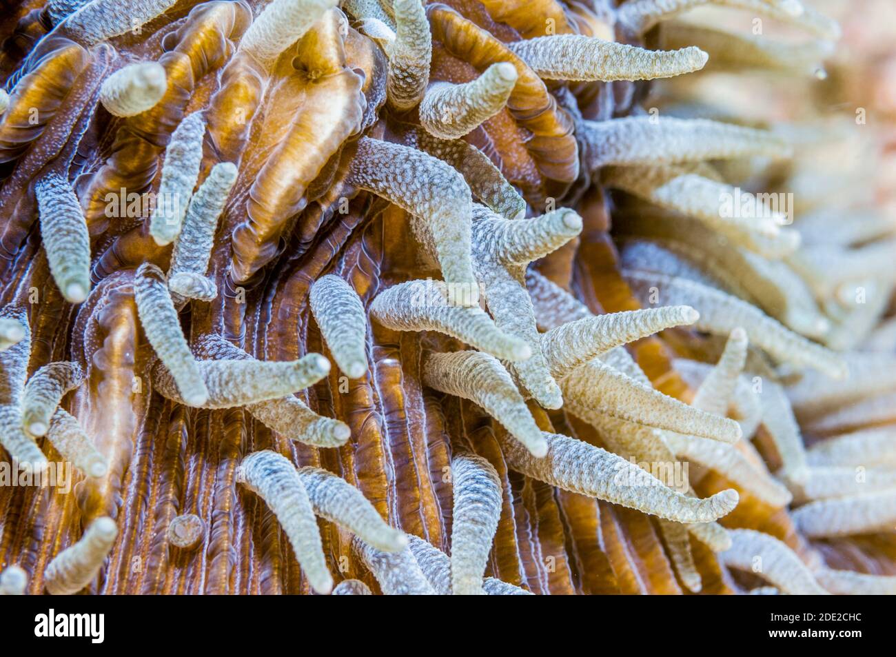 Polyps on Mushroom coral [Fungia sp.]. Puerto Galera, Philippines Stock ...