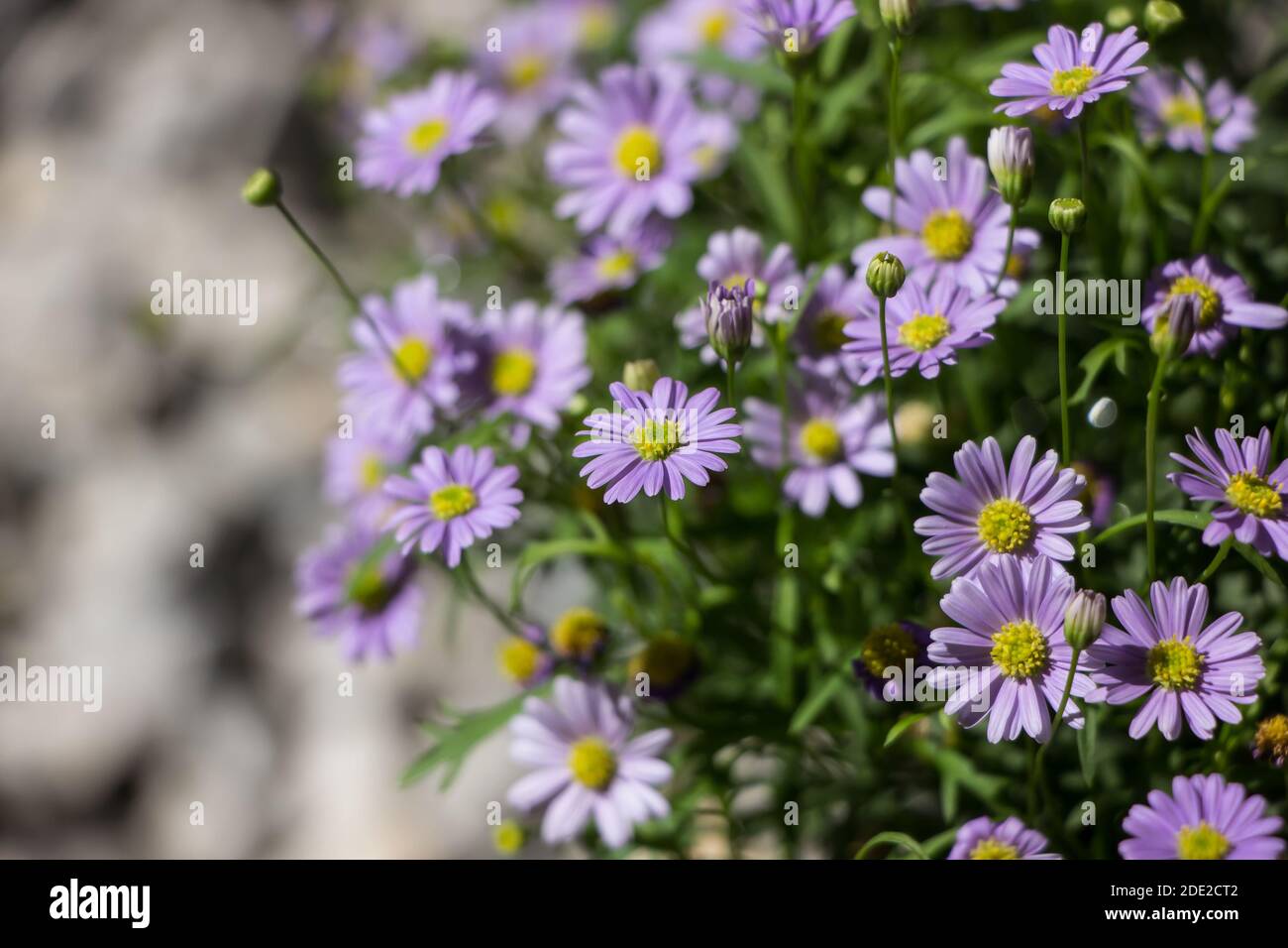 Violet Aster flowers bloom in the garden with green leaf Stock Photo ...