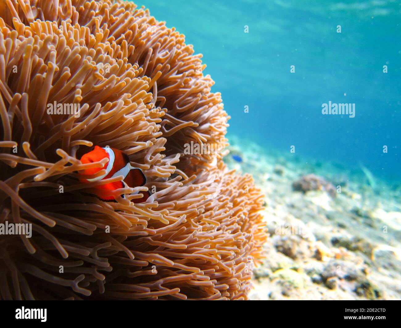 The underwater beauty of Menjangan Island, West Bali National Park ...