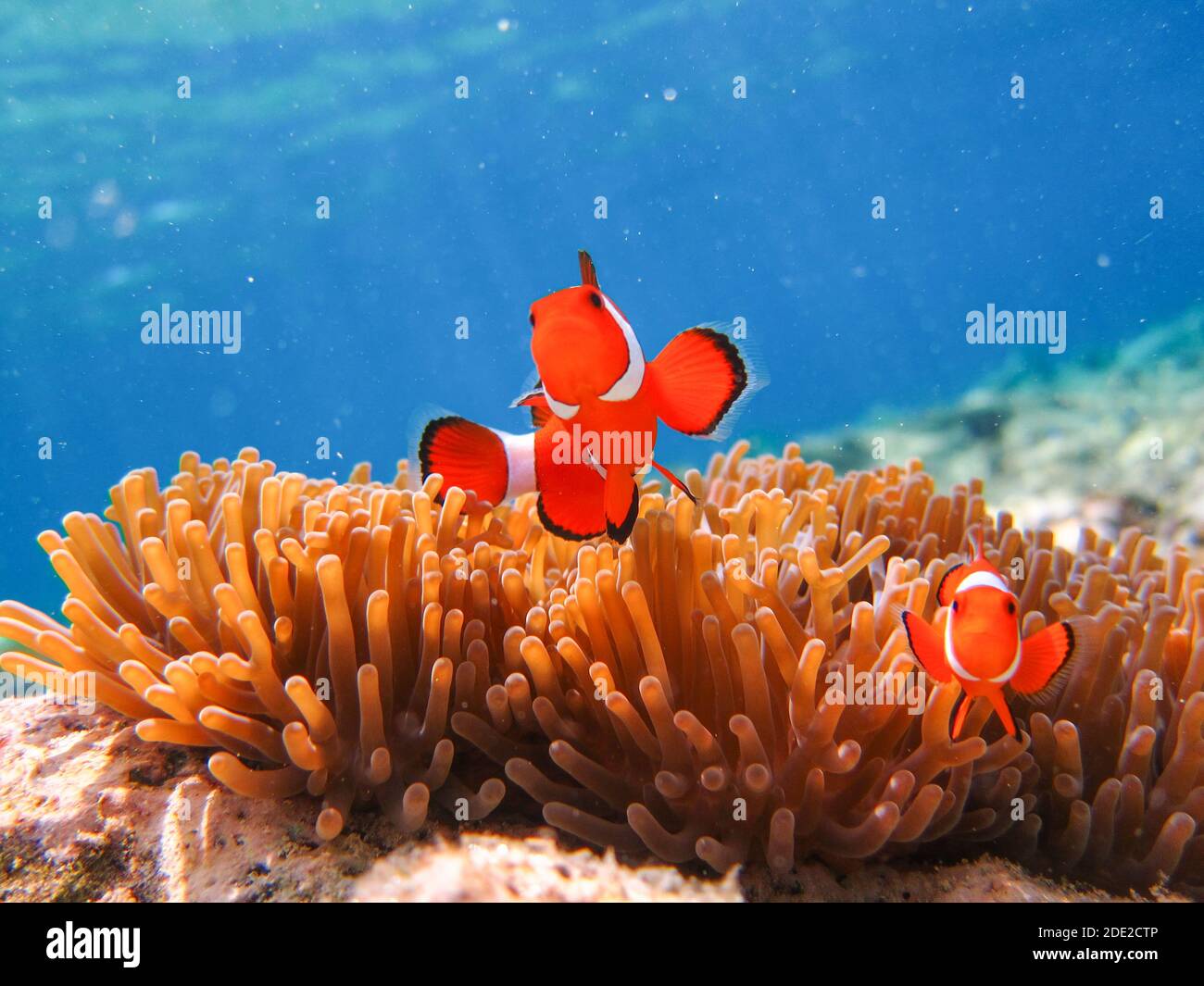 The underwater beauty of Menjangan Island, West Bali National Park ...