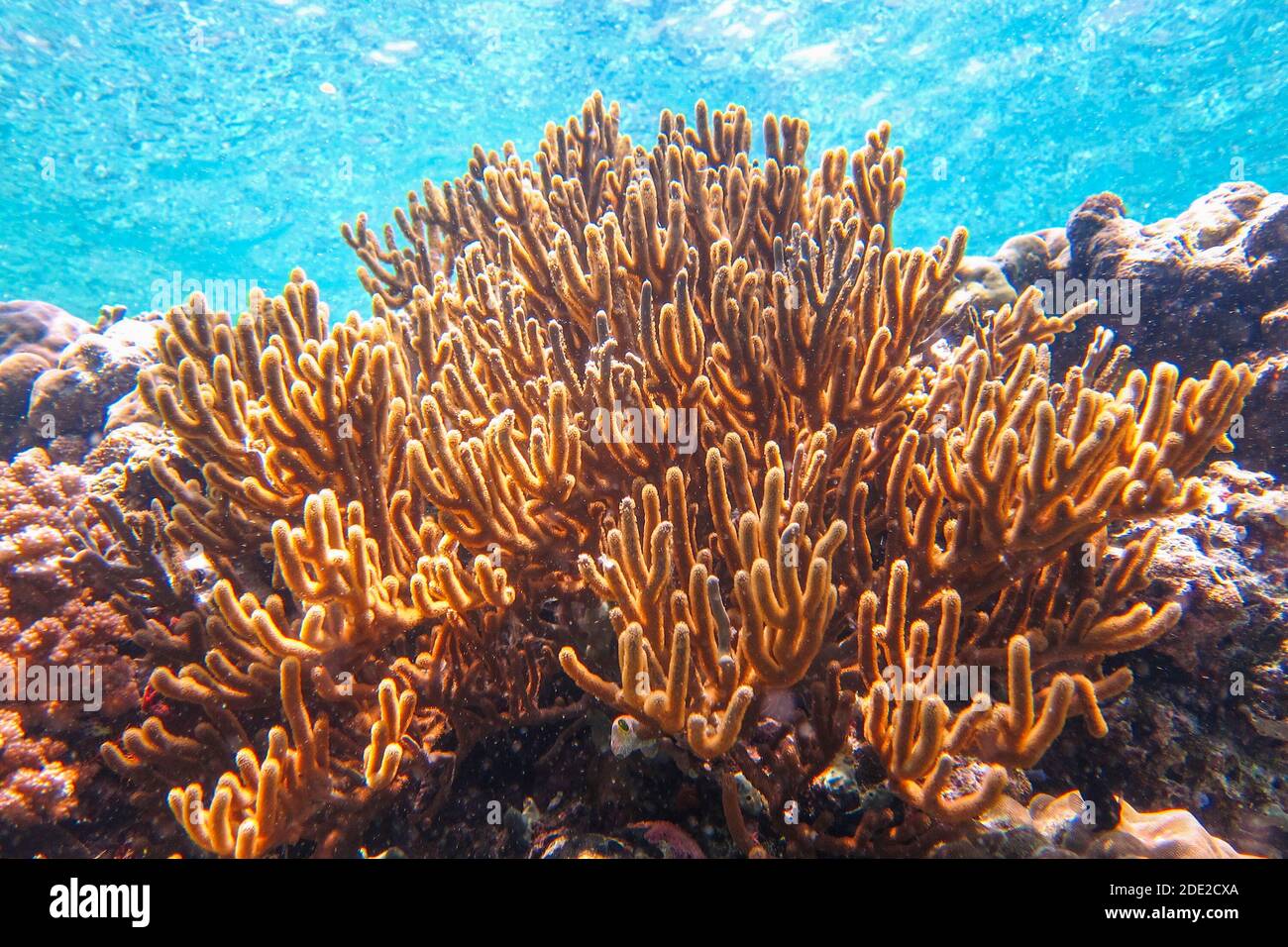 The underwater beauty of Menjangan Island, West Bali National Park ...