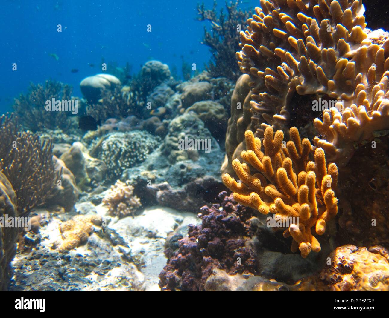 The underwater beauty of Menjangan Island, West Bali National Park ...