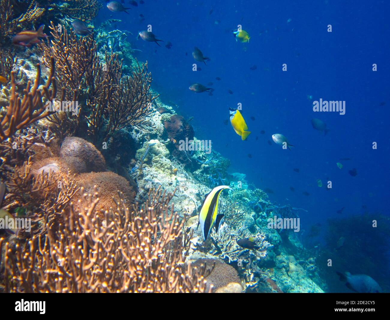 The underwater beauty of Menjangan Island, West Bali National Park ...