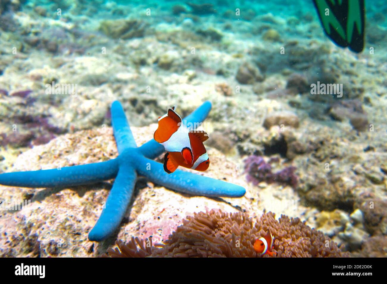 The underwater beauty of Menjangan Island, West Bali National Park ...