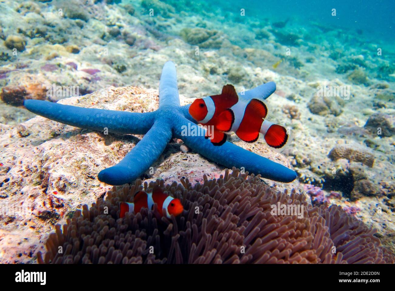 The underwater beauty of Menjangan Island, West Bali National Park ...