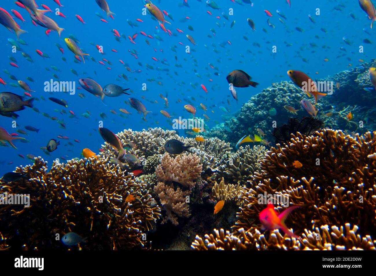 The underwater beauty of Menjangan Island, West Bali National Park ...