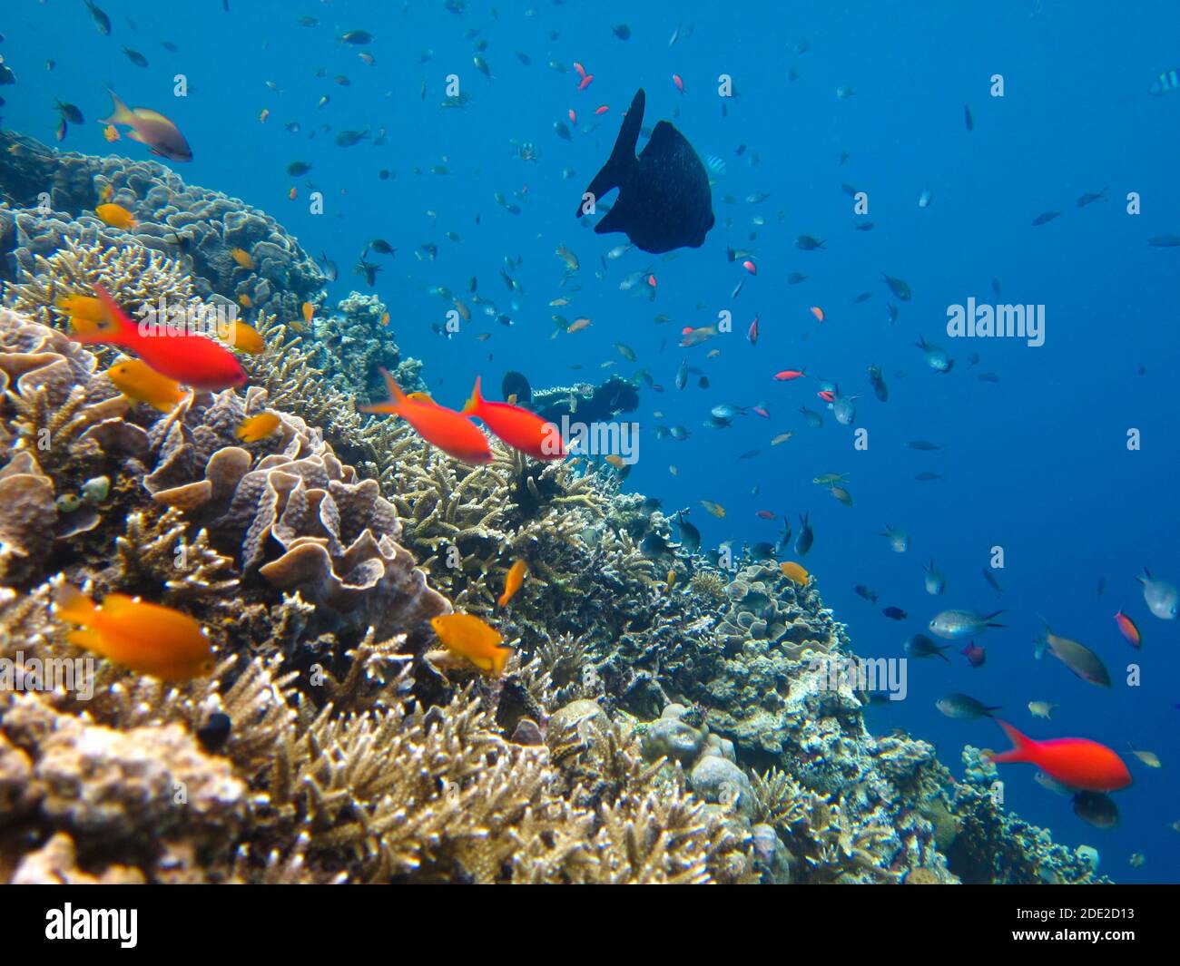 The underwater beauty of Menjangan Island, West Bali National Park ...