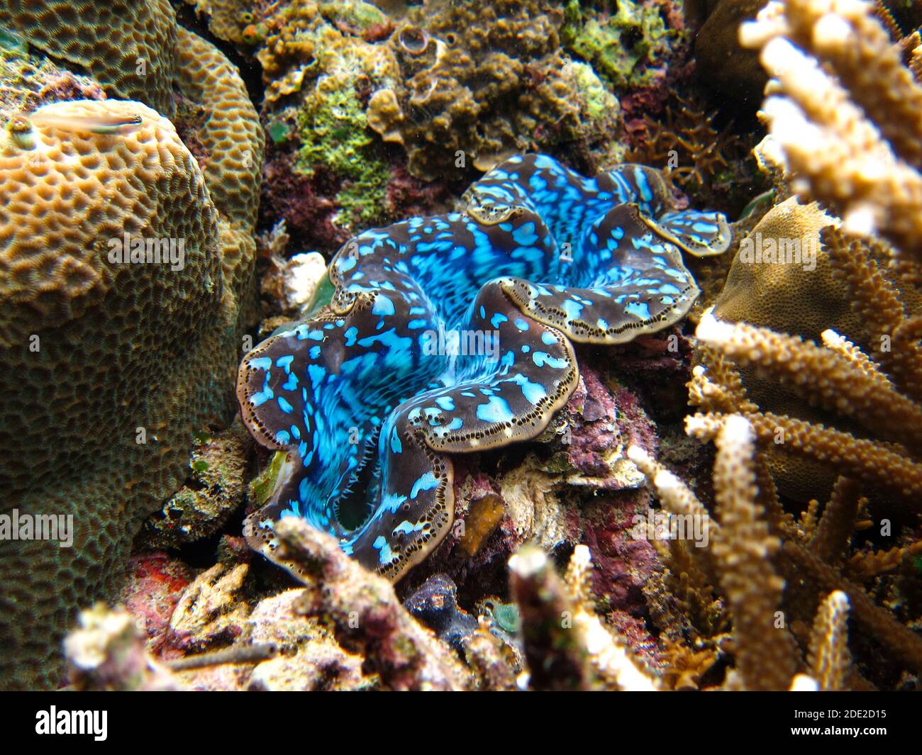 The underwater beauty of Menjangan Island, West Bali National Park ...