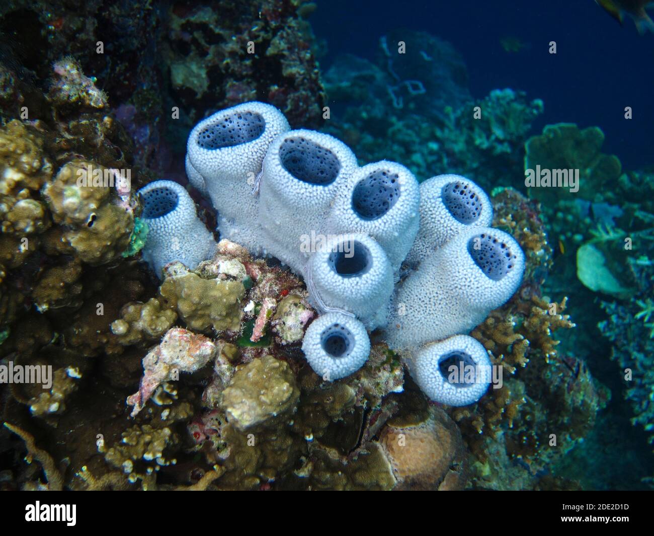 The underwater beauty of Menjangan Island, West Bali National Park ...