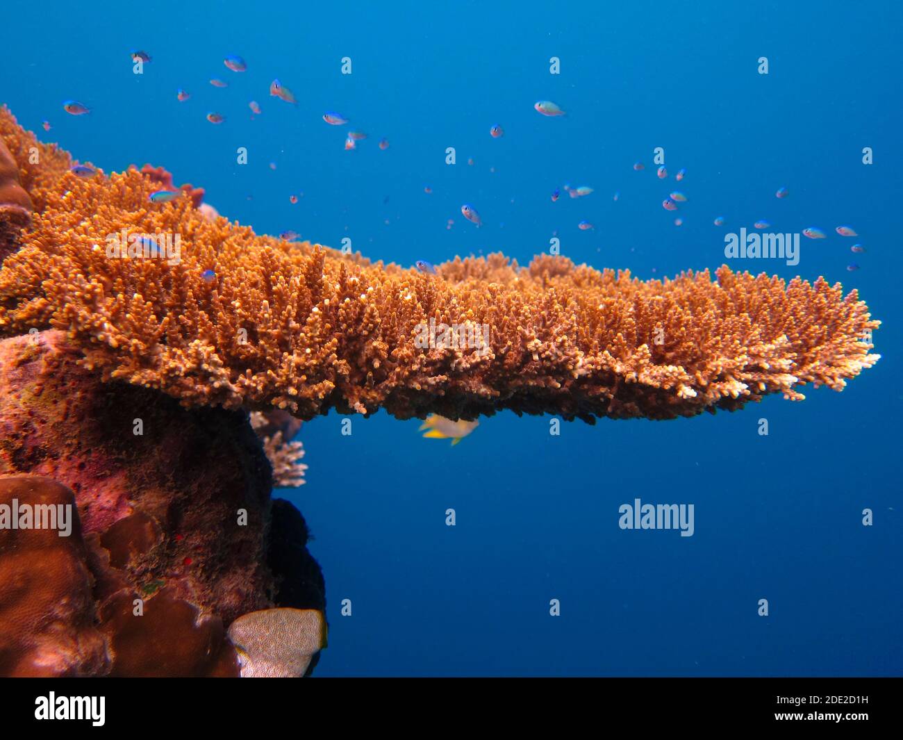 The underwater beauty of Menjangan Island, West Bali National Park ...
