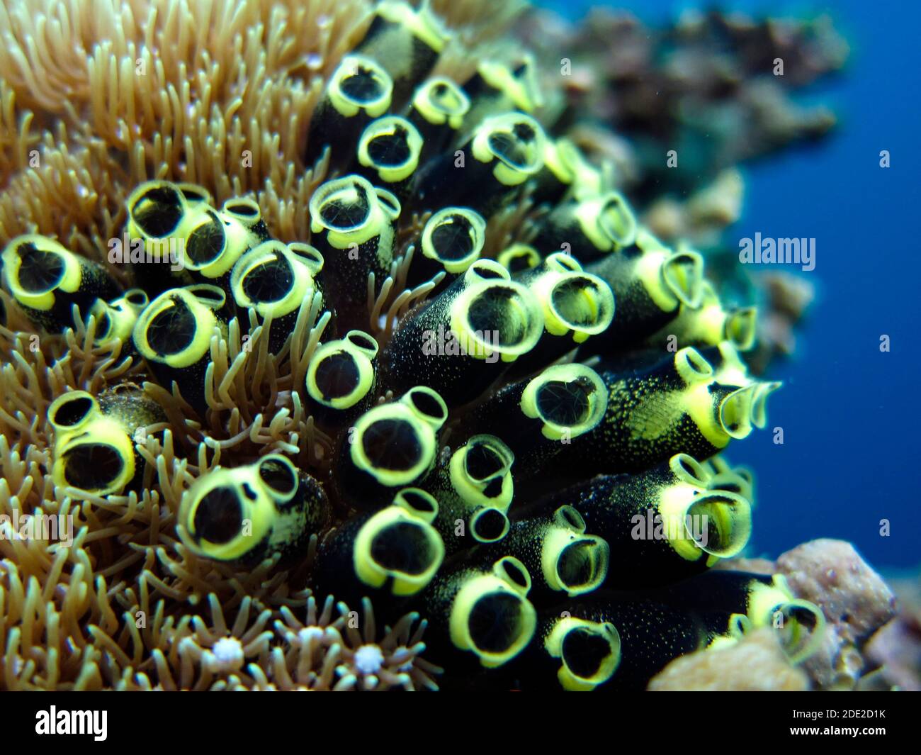 The underwater beauty of Menjangan Island, West Bali National Park ...