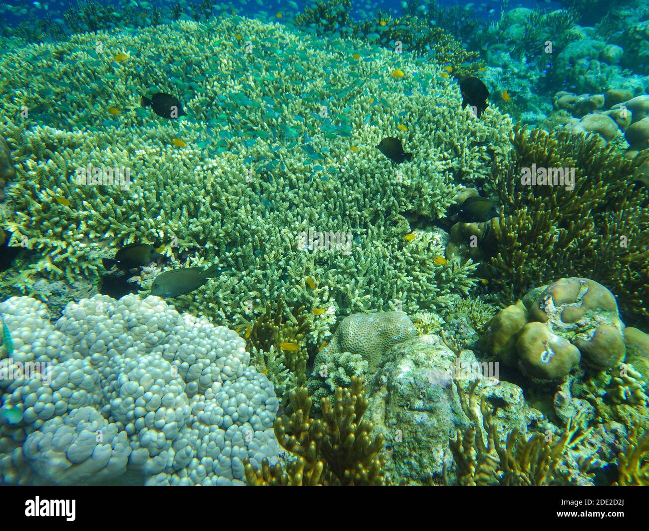 The underwater beauty of Menjangan Island, West Bali National Park ...