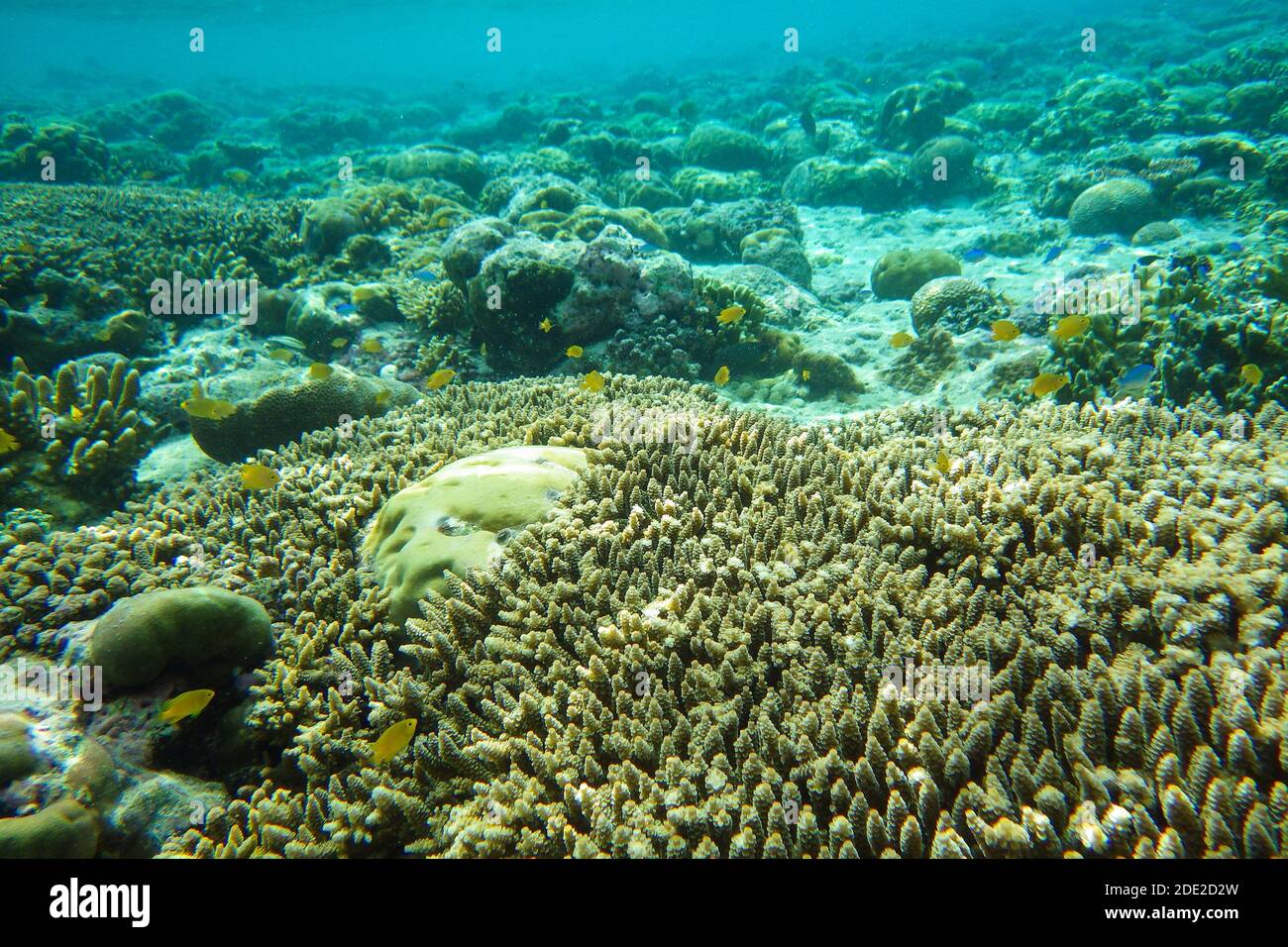 The underwater beauty of Menjangan Island, West Bali National Park ...