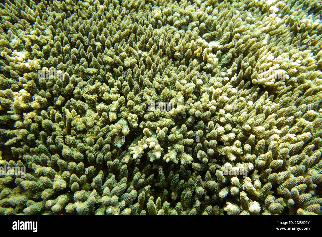 The underwater beauty of Menjangan Island, West Bali National Park ...