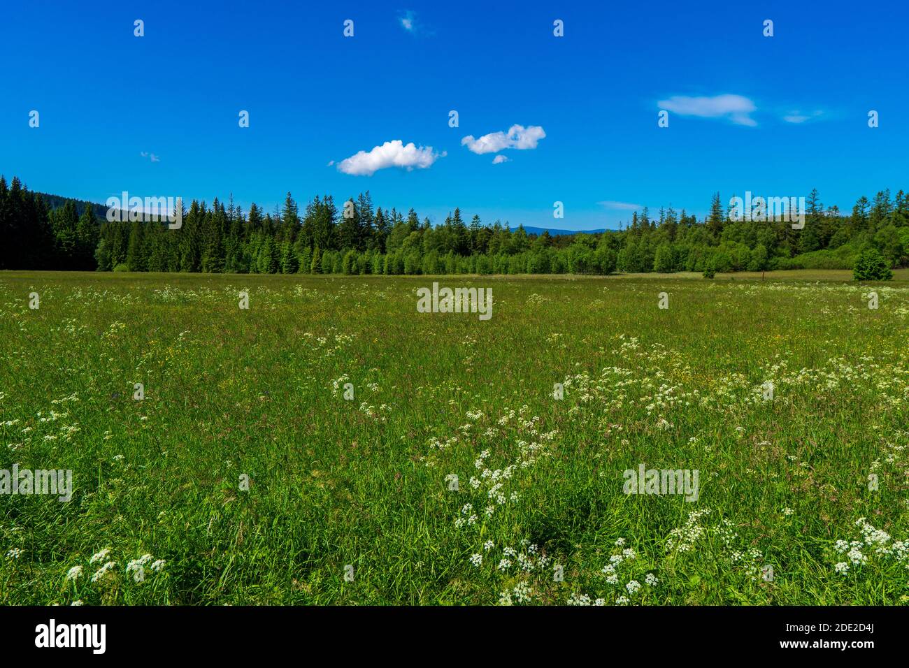 field of spring flowers and perfect sky Stock Photo - Alamy