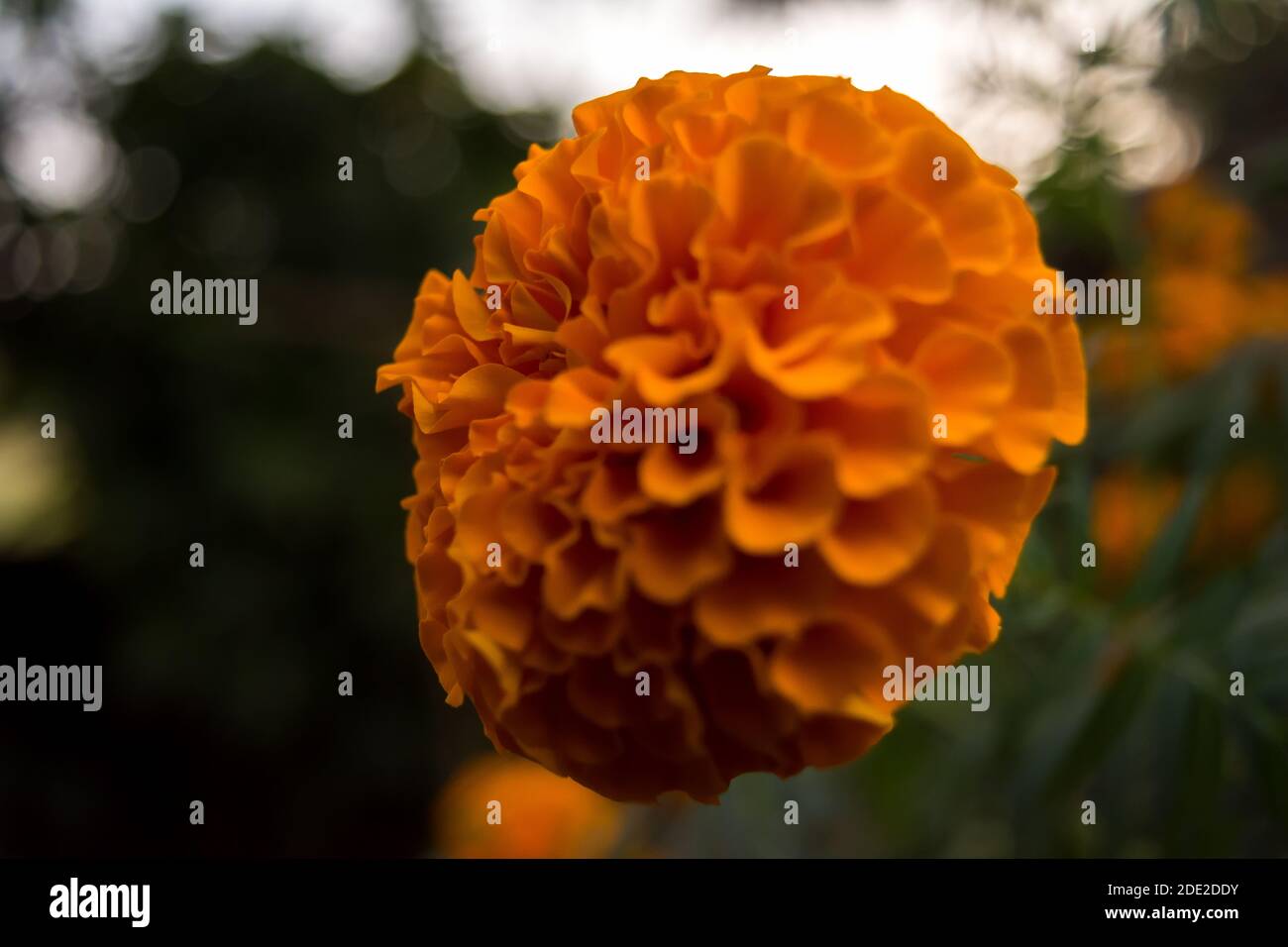 beautiful Marigold Flowers of yellow and orange color, genda phool ...