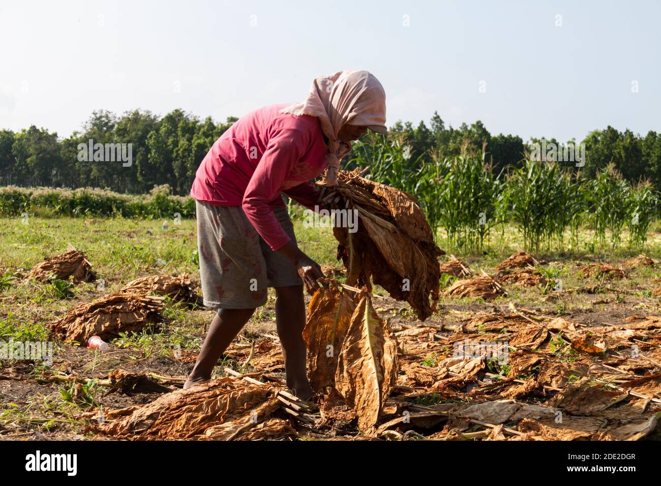 Chewing tobacco hi-res stock photography and images - Alamy
