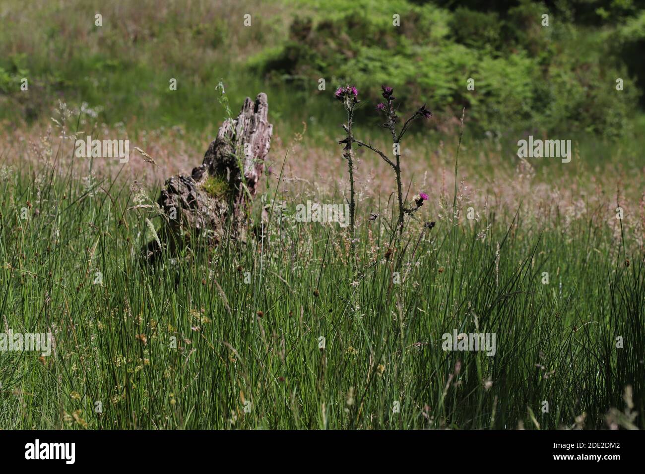 Bog nature hi-res stock photography and images - Alamy