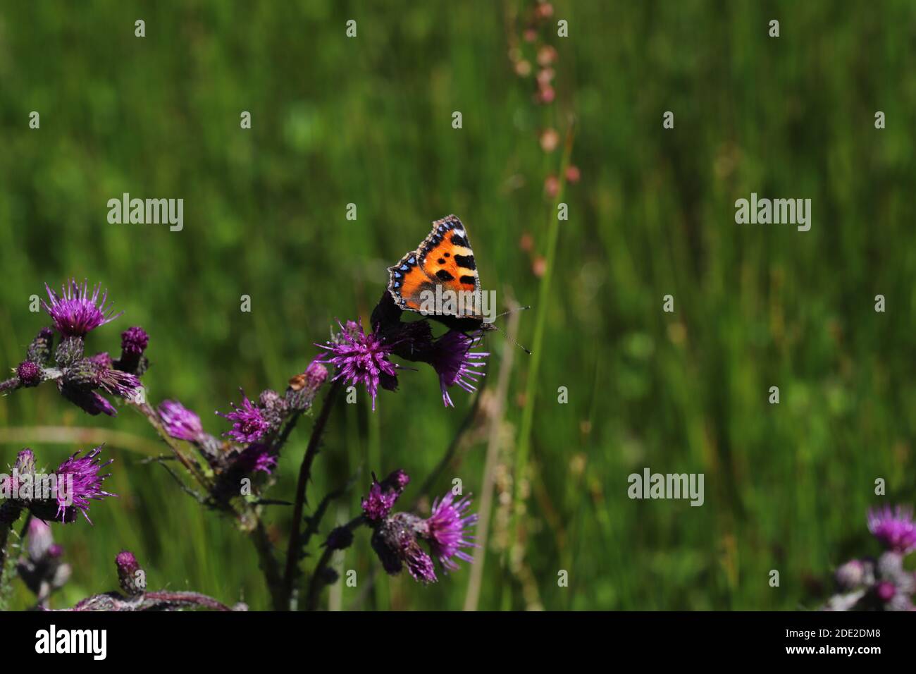 Agden hi-res stock photography and images - Alamy