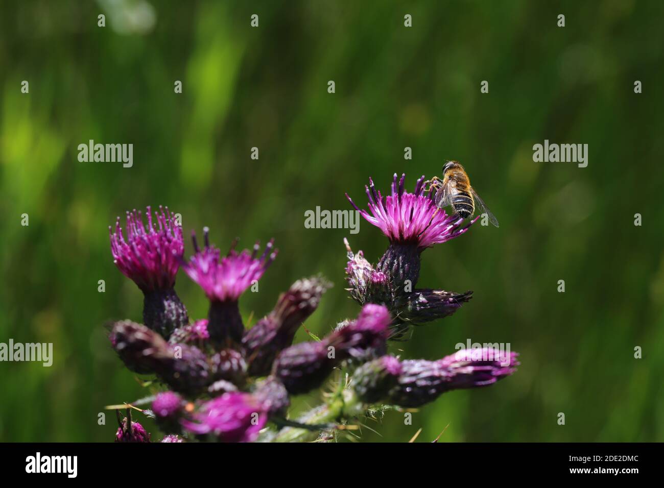 Sheffield nature reserve hi-res stock photography and images - Alamy