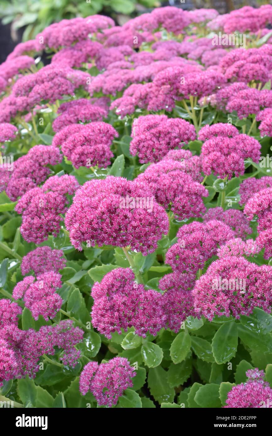 Big group of Pink Mongolian Stonecrop Sedum ewersii flowering Stock ...