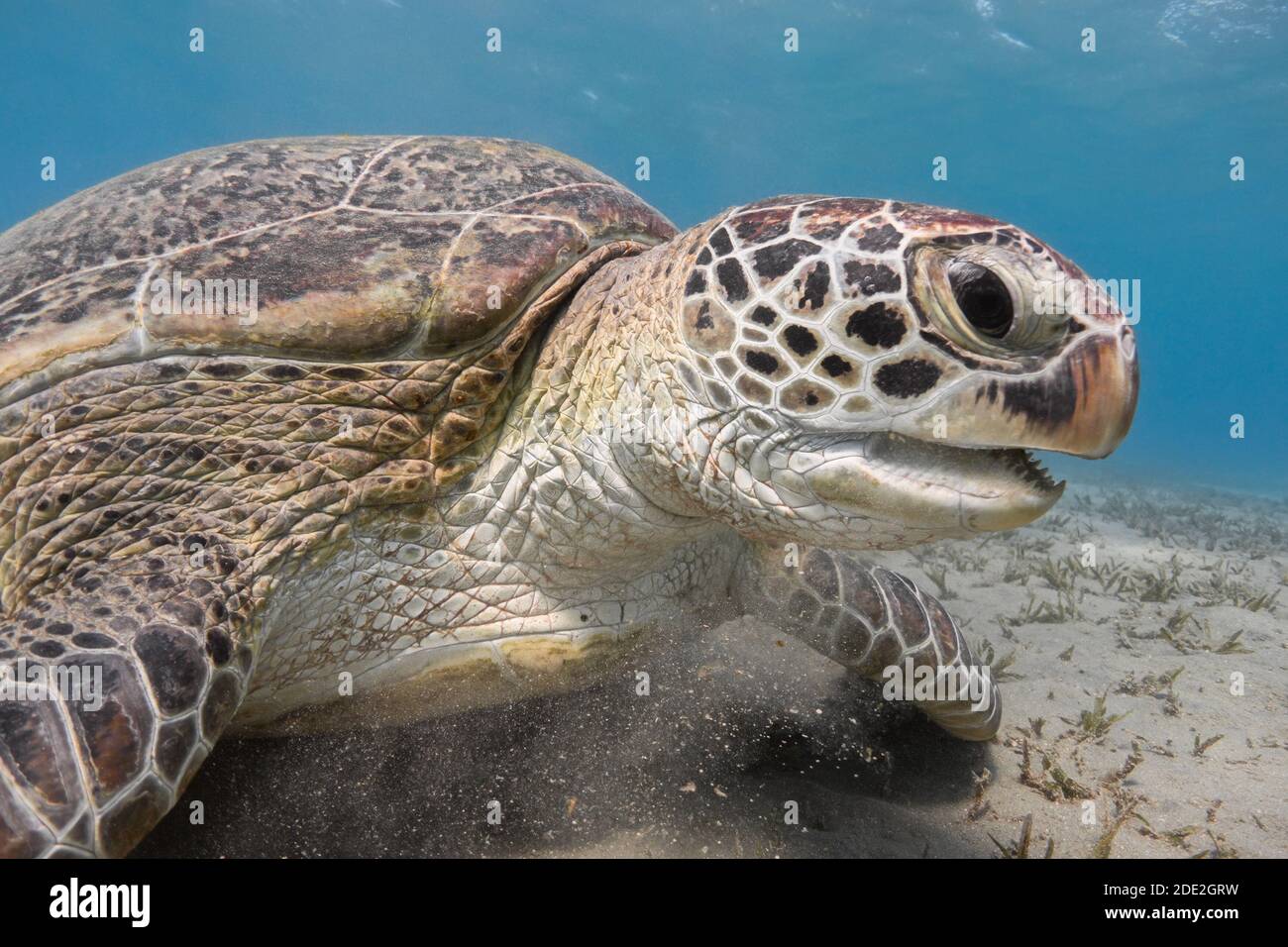 Bottom view on sea turtle hi-res stock photography and images - Alamy