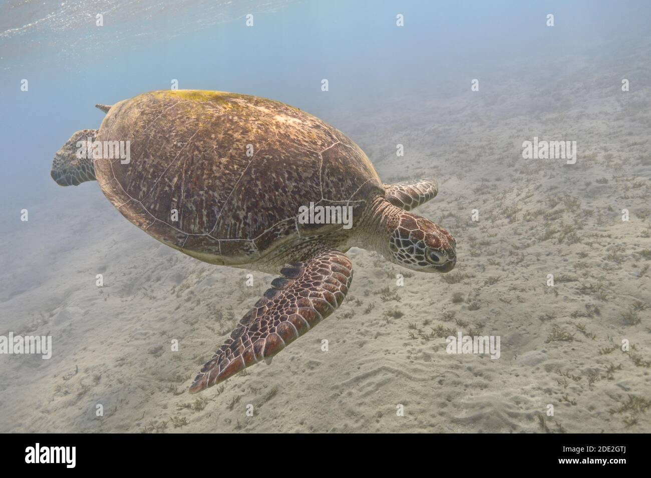 Green sea turtle swimming in the tropical sea Stock Photo - Alamy