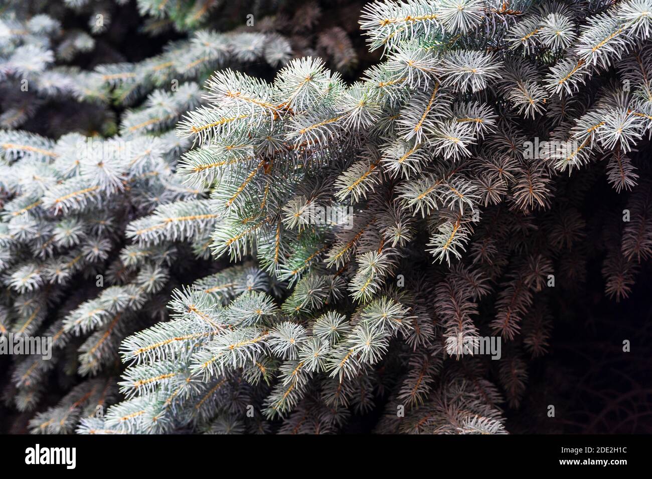 Silver pine tree, silver spruce pine, fir tree brunches closeup photo ...