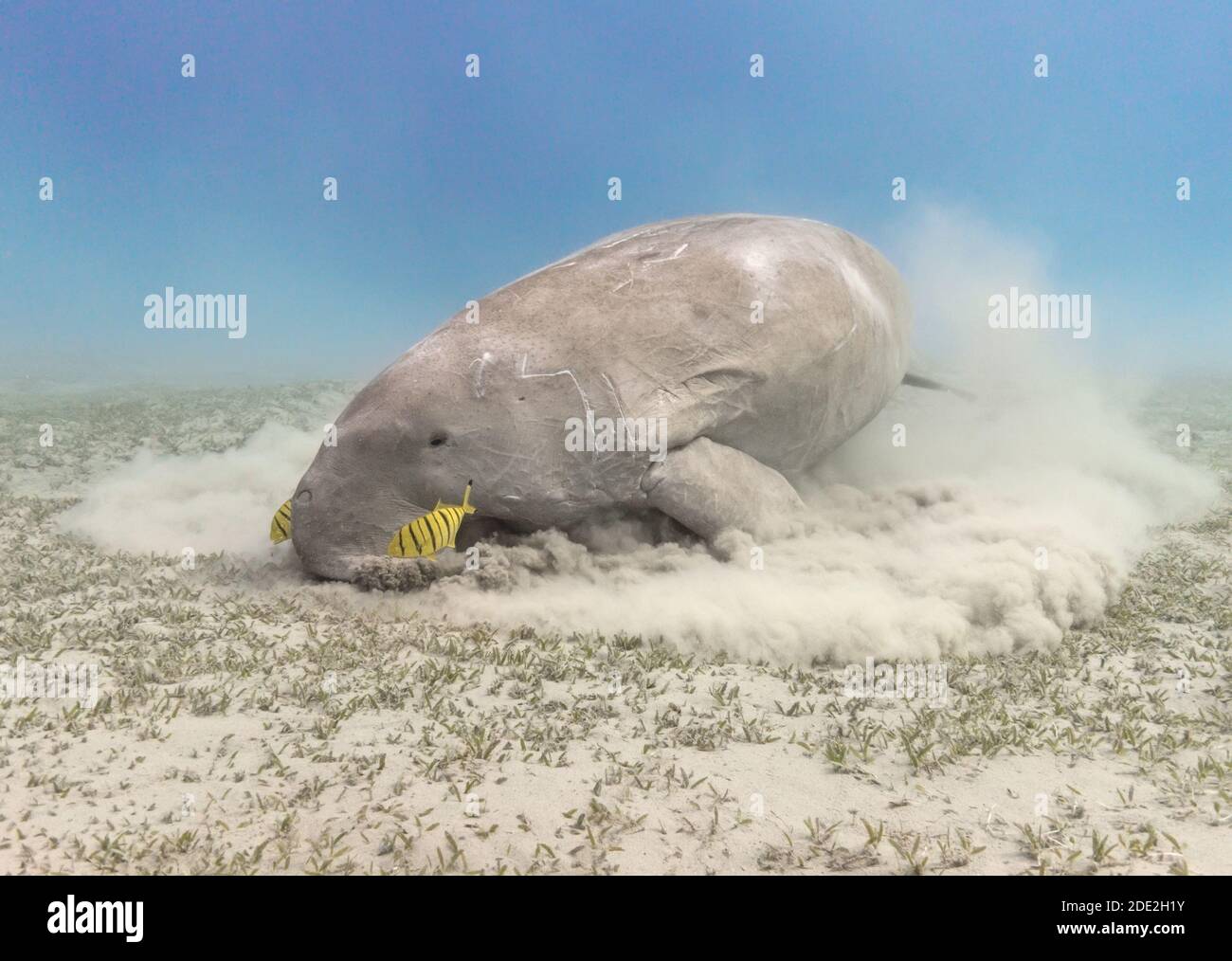 Dugong dugon (seacow or sea cow) feeding sea grass underwater Stock ...