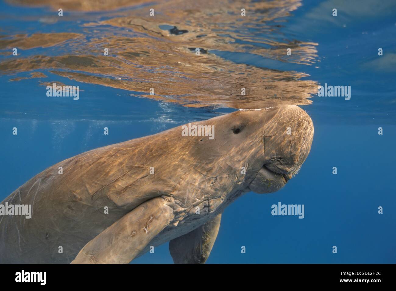Dugong dugon (seacow or sea cow) close up swimming in the tropical sea ...