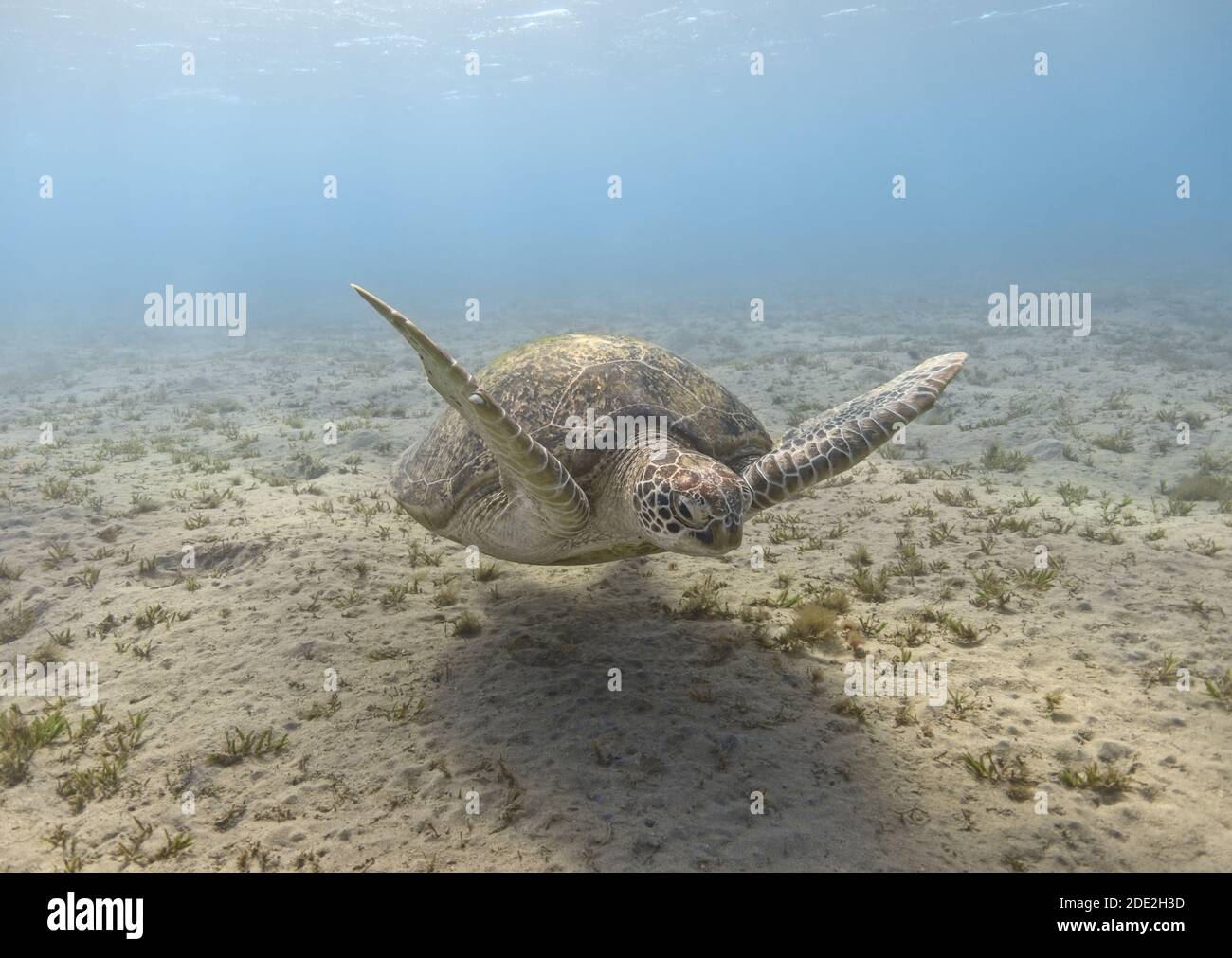 Green sea turtle swimming in the tropical sea Stock Photo - Alamy