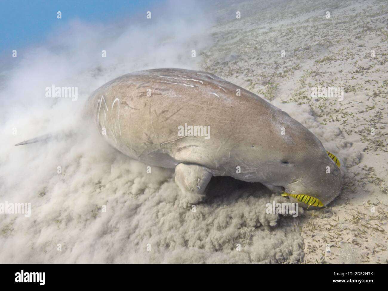 Dugong dugon (seacow or sea cow) feeding sea grass underwater Stock ...