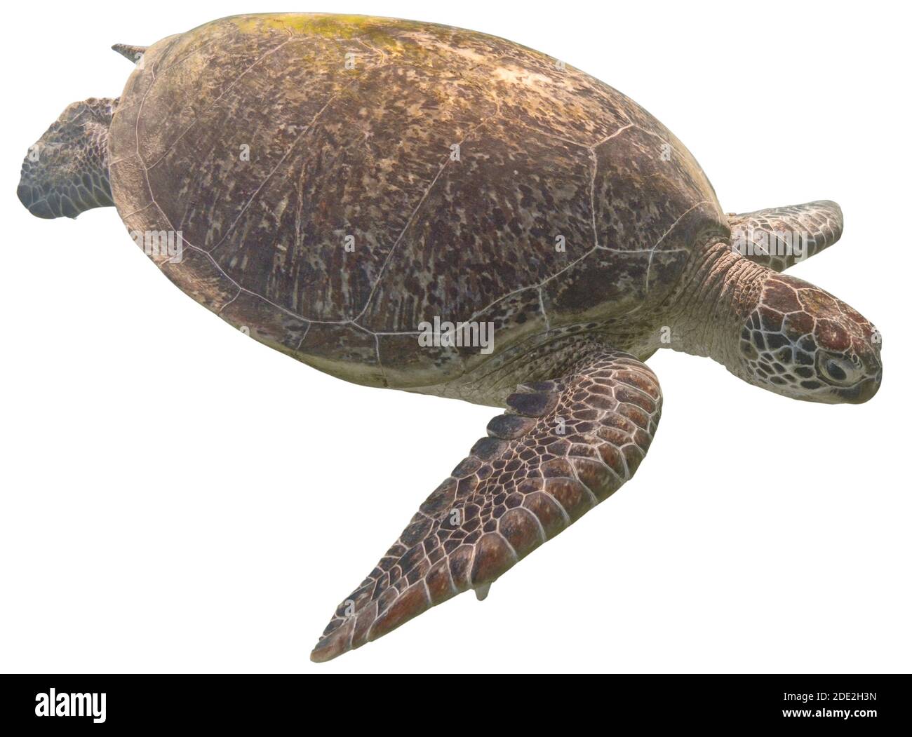 Green sea turtle underwater hawaii Cut Out Stock Images & Pictures - Alamy