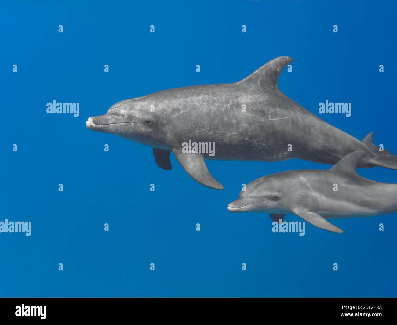 Bottle nosed dolphin south africa hi-res stock photography and images ...